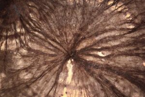 Rhizomorphic Vs Tomentose Mycelium