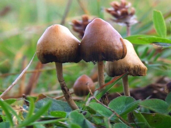 Where To Find Magic Mushrooms In The UK - Mycotown