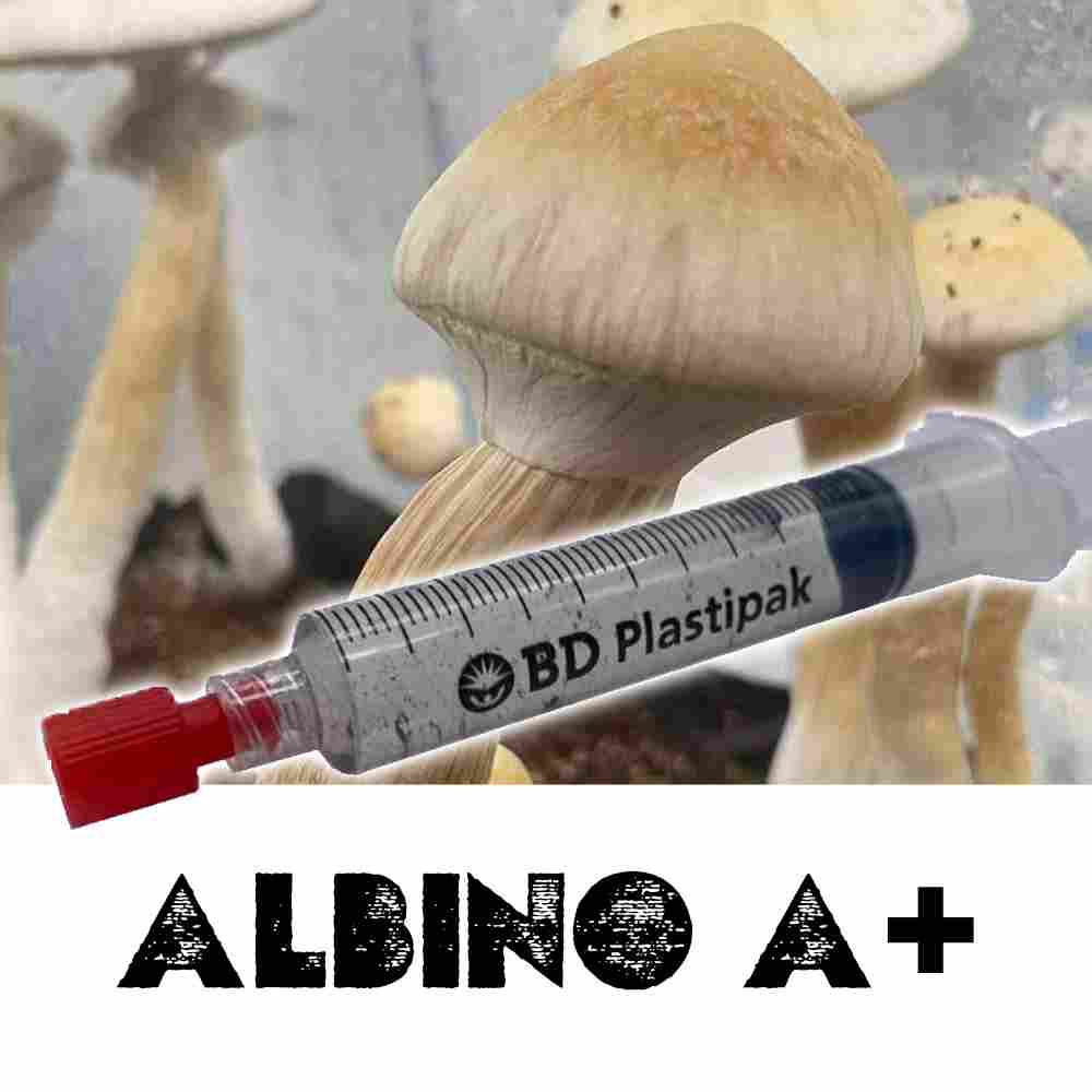 Albino A+ Spore Syringe | Mycotown